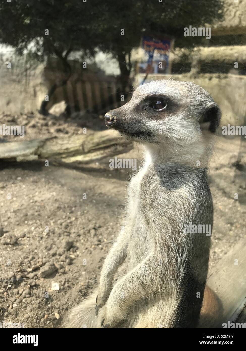 Meerkat detail hi-res stock photography and images - Alamy