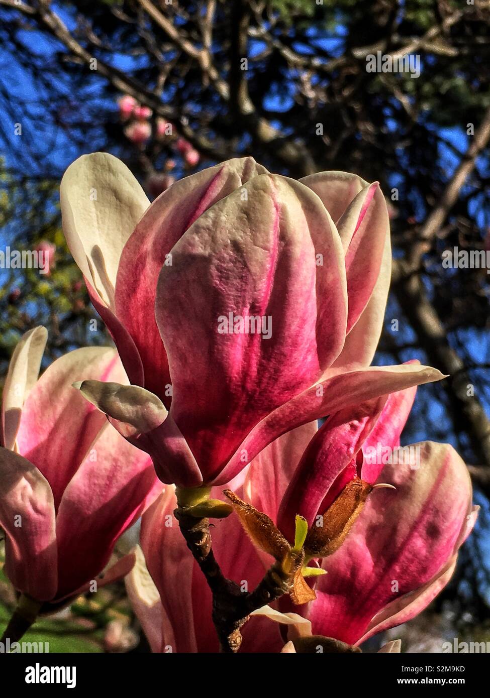 Showy white hi-res stock photography and images - Alamy