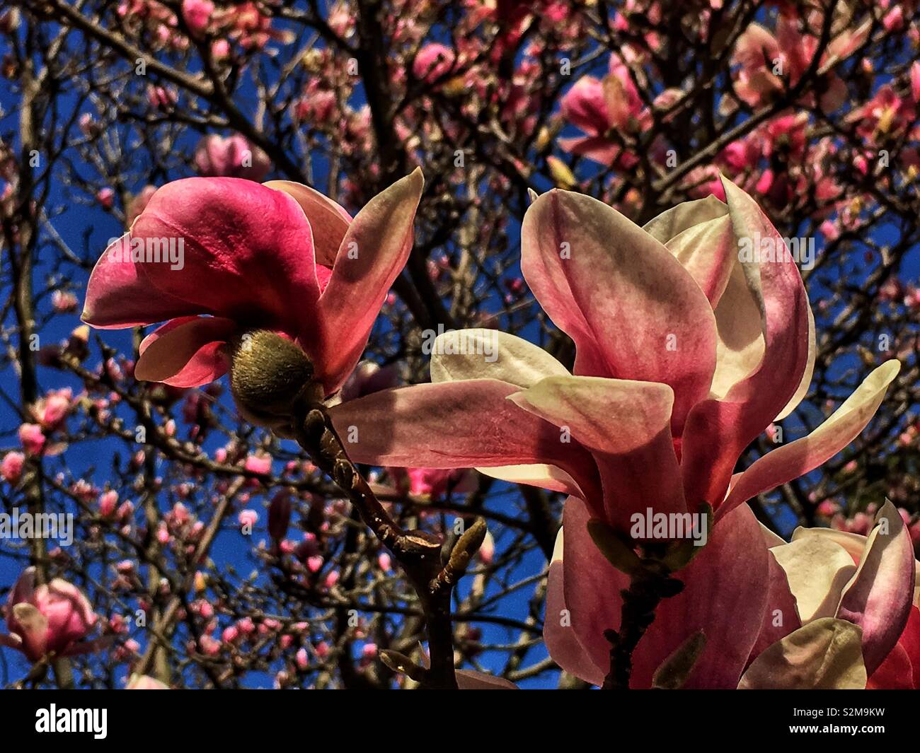 Showy pink flowers hi-res stock photography and images - Alamy
