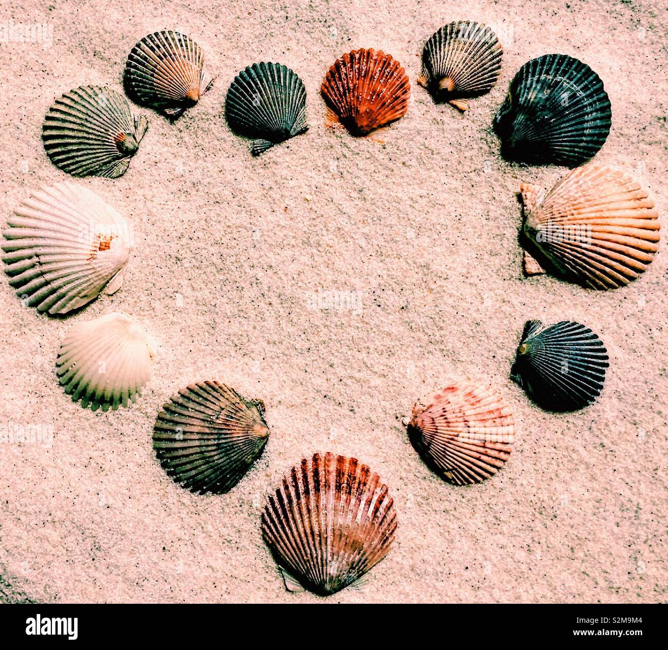 Scallop shells hi-res stock photography and images - Alamy