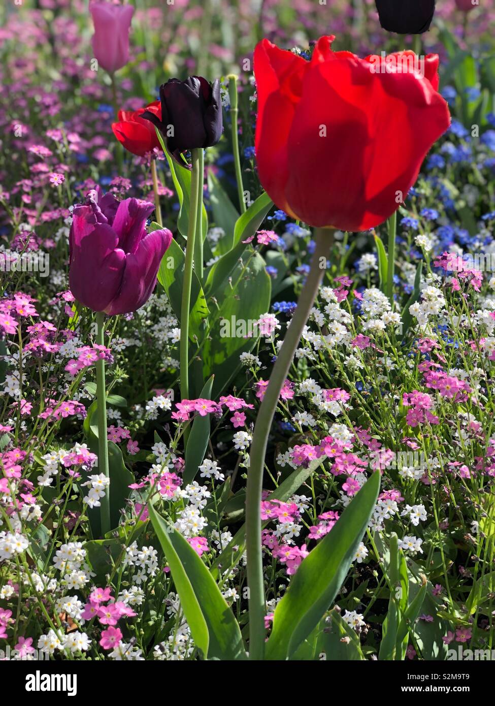 Coloured roses hi-res stock photography and images - Alamy