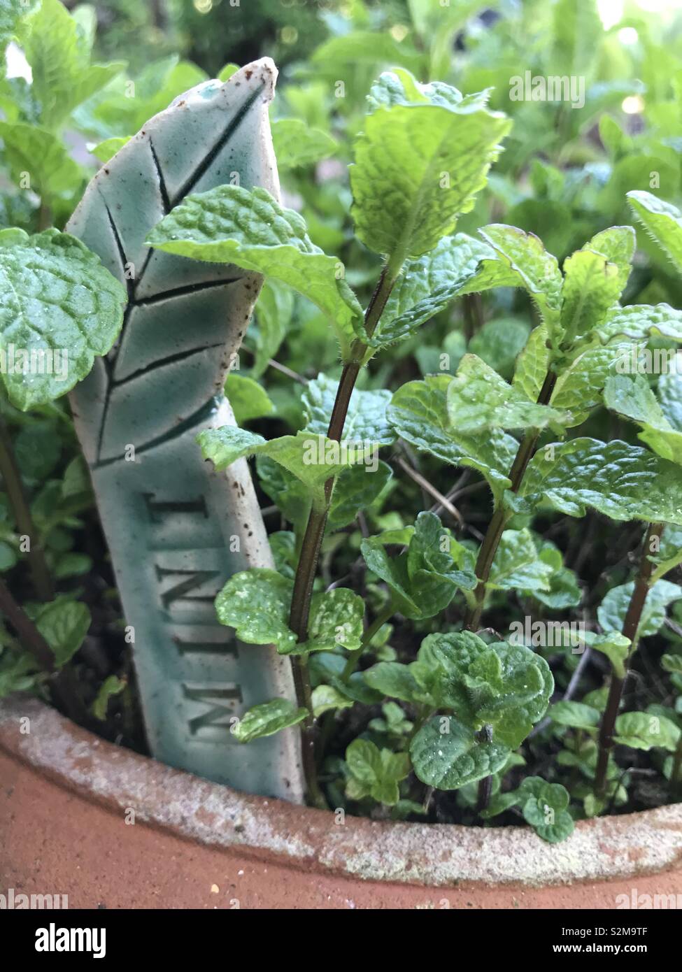 Mint and ceramic plant label Stock Photo - Alamy