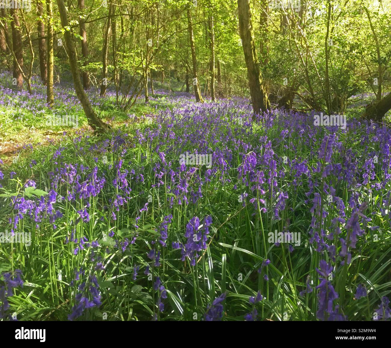 English bluebells woods hi-res stock photography and images - Alamy