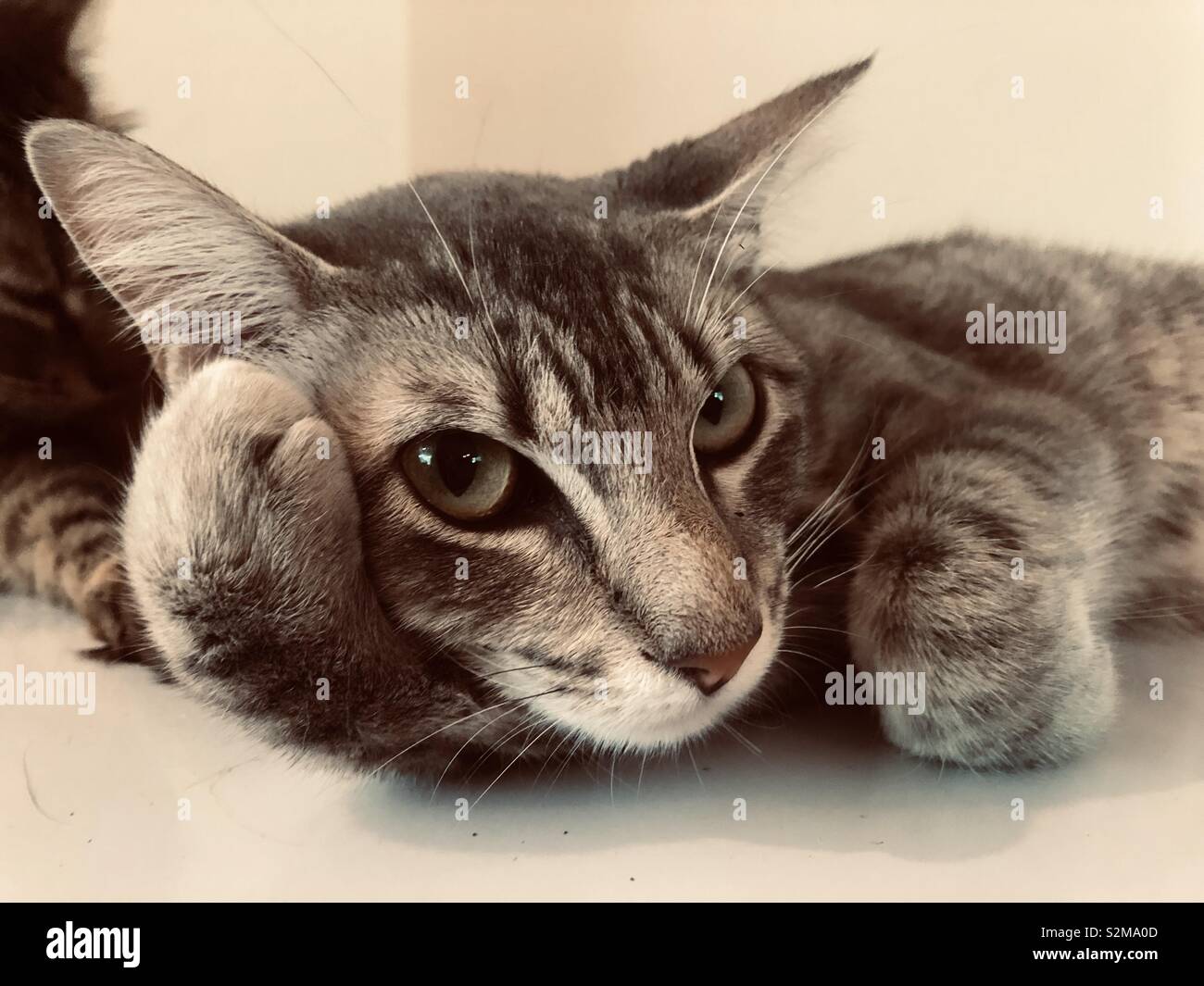 Cats cheek to cheek hi-res stock photography and images - Alamy