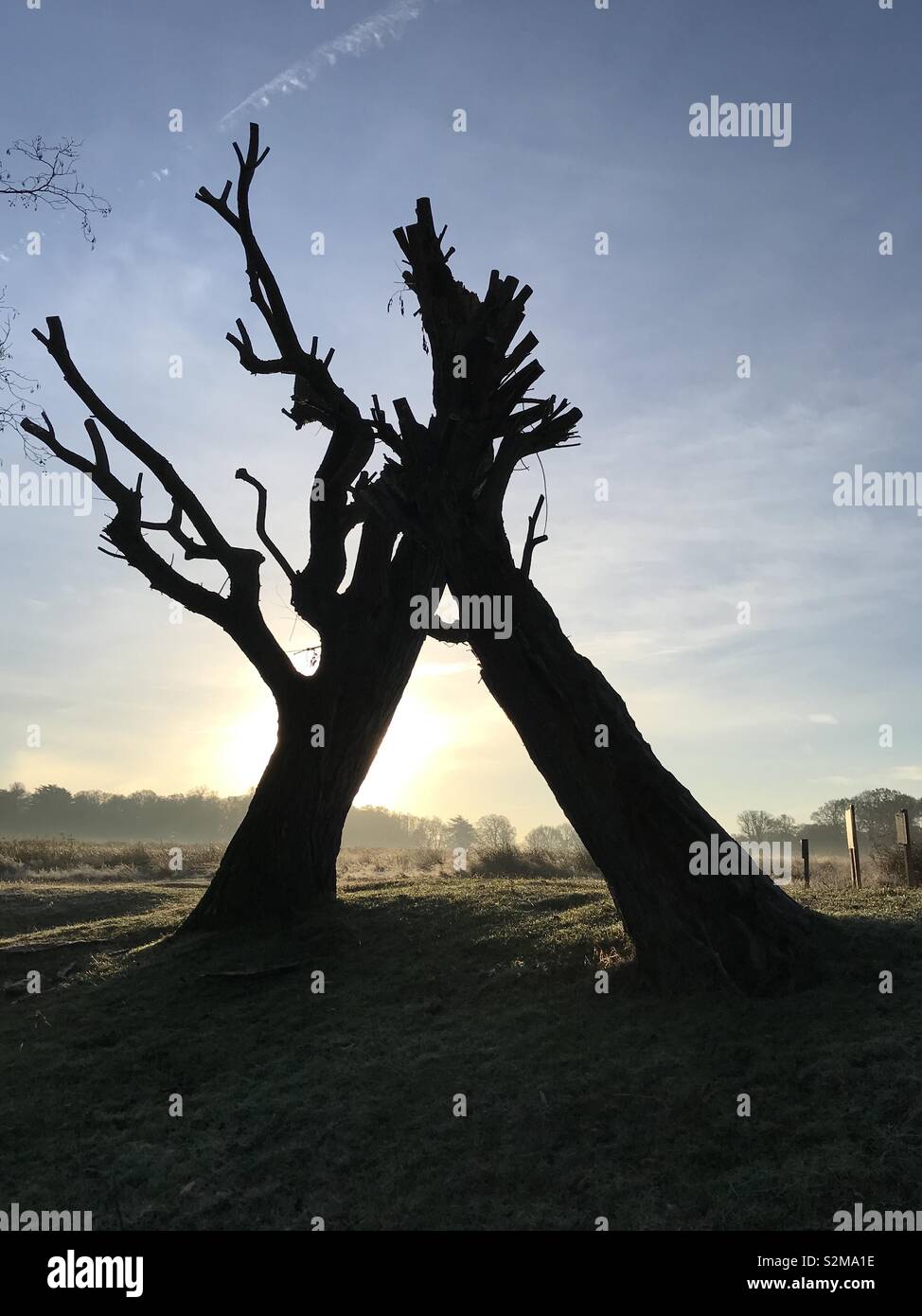 Kissing trees hi-res stock photography and images - Alamy