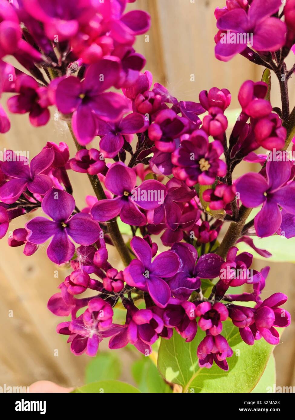 Miniature Lilac Tree in full flower Stock Photo - Alamy