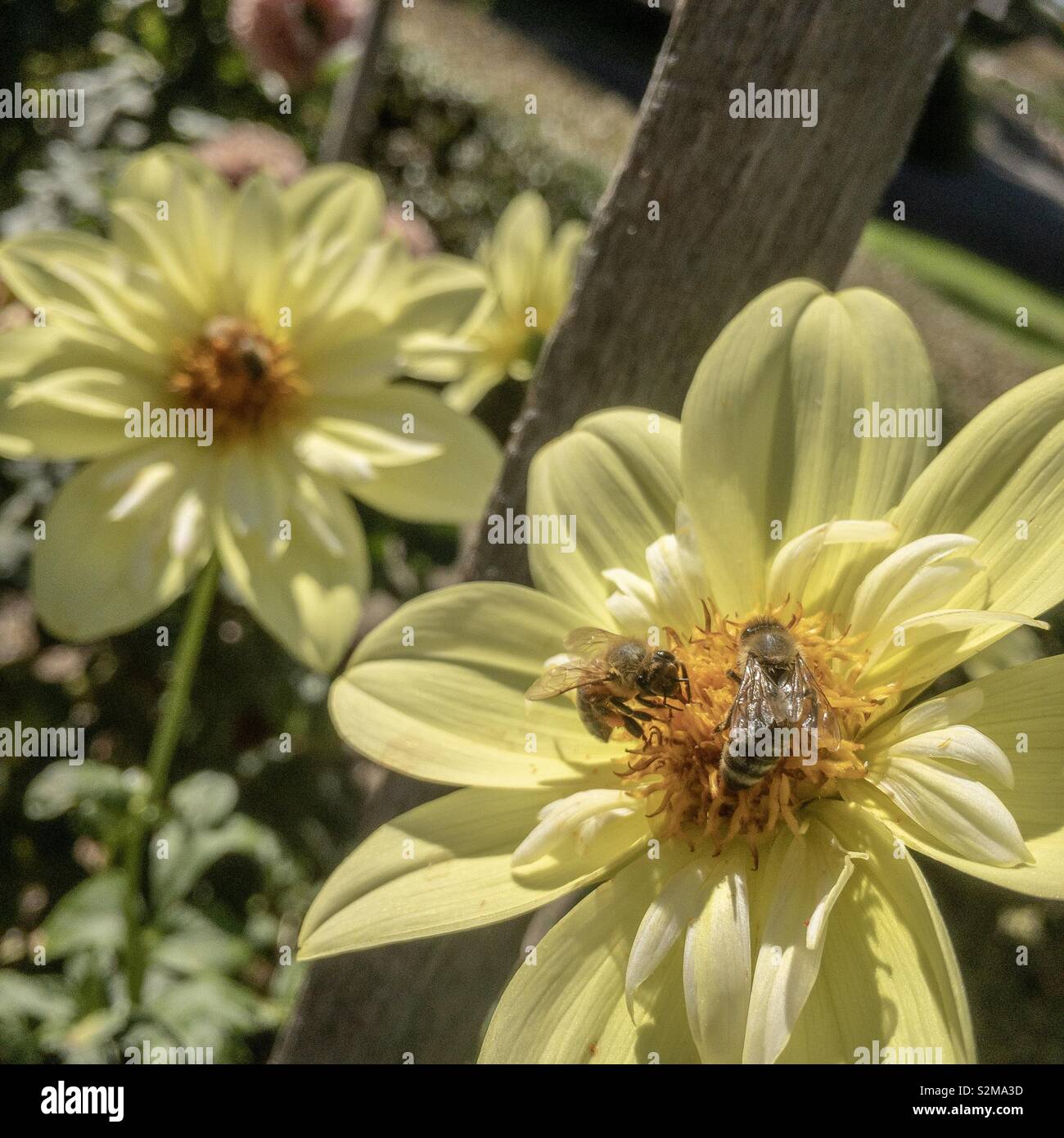 Blooms for bees hi-res stock photography and images - Alamy