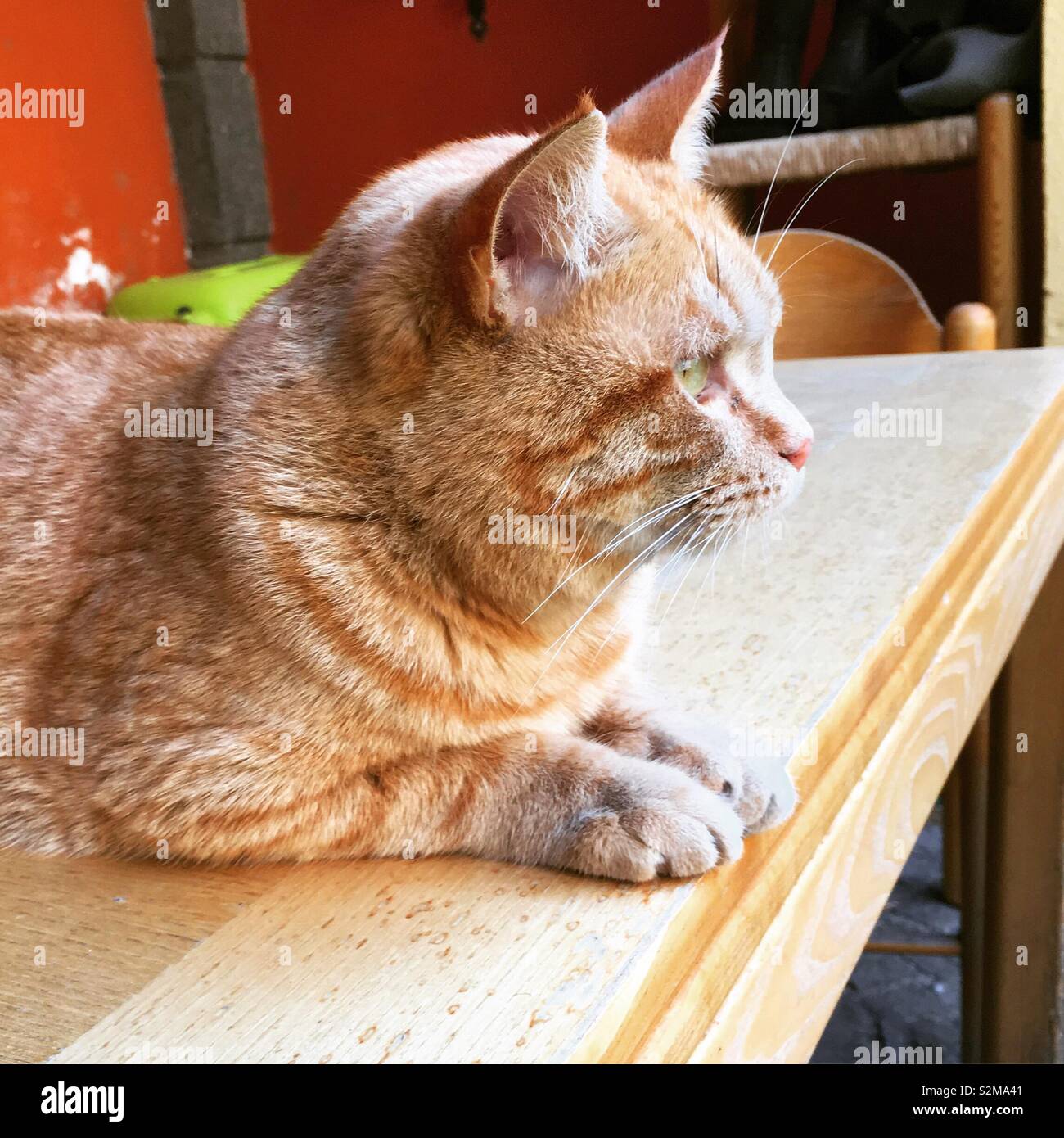 Ginger cat cute hi-res stock photography and images - Alamy