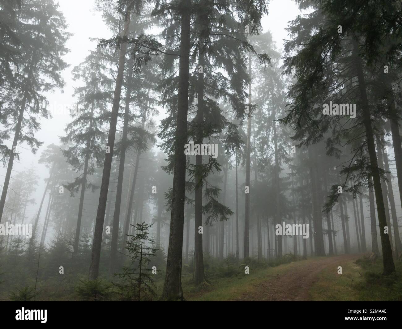 Mist Nest High Resolution Stock Photography and Images - Alamy