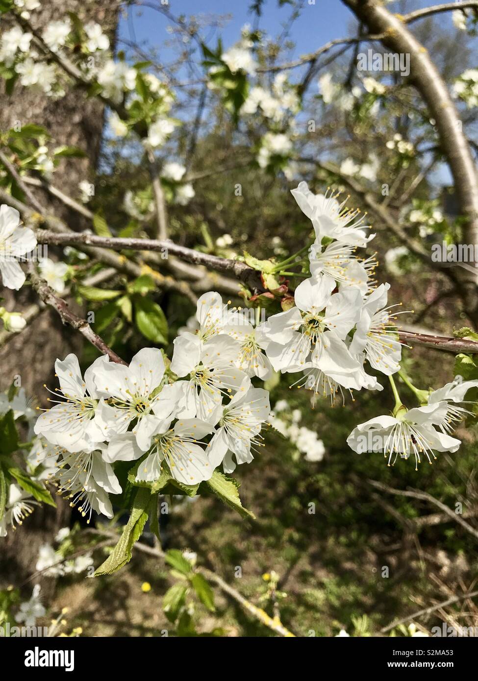 White apple tree hi-res stock photography and images - Alamy