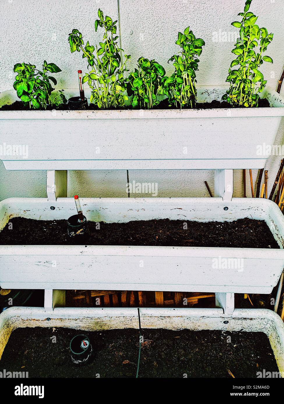 Basil plants growing in trough on terrace, Sweden, Scandinavia Stock ...
