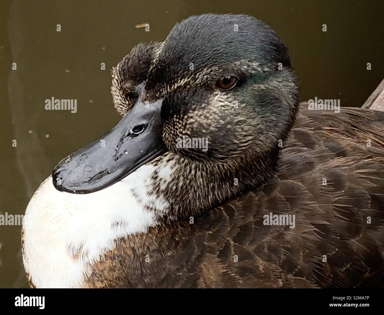 Duck in Holland Stock Photo - Alamy