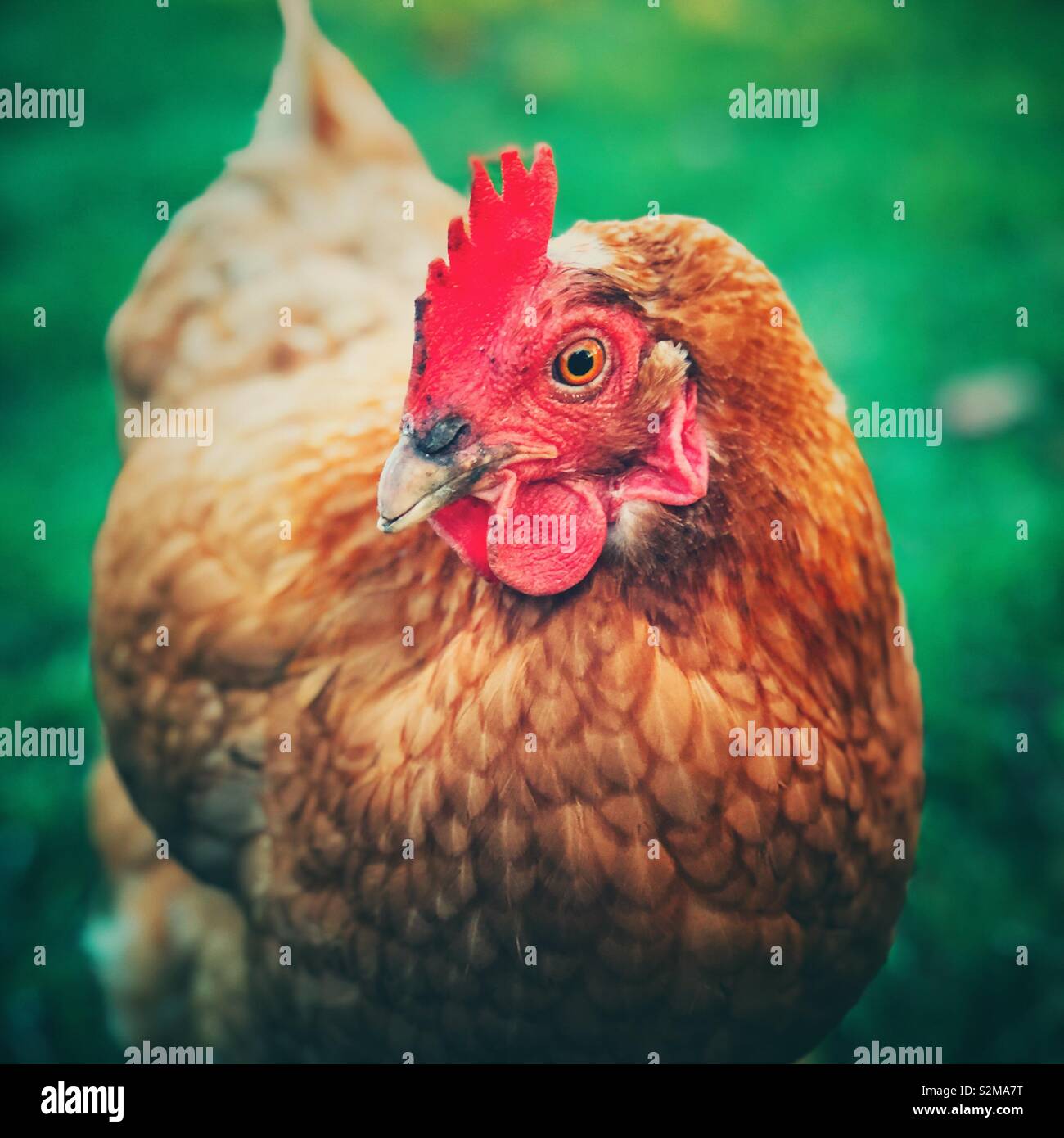 Backyard chicken looking at camera Stock Photo - Alamy