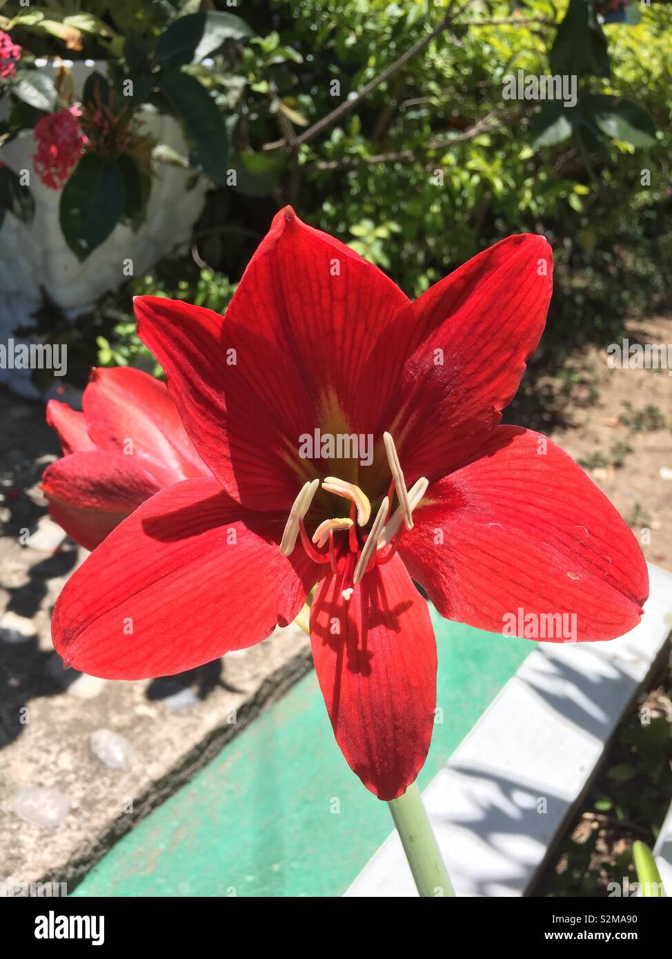 Lilly bloom hi-res stock photography and images - Alamy
