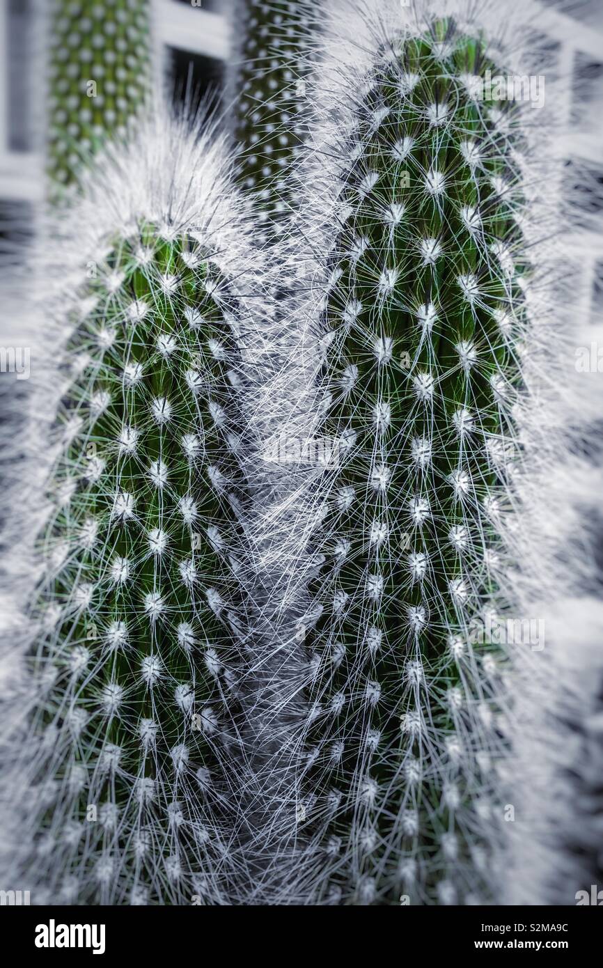 Cactus pattern hi-res stock photography and images - Alamy
