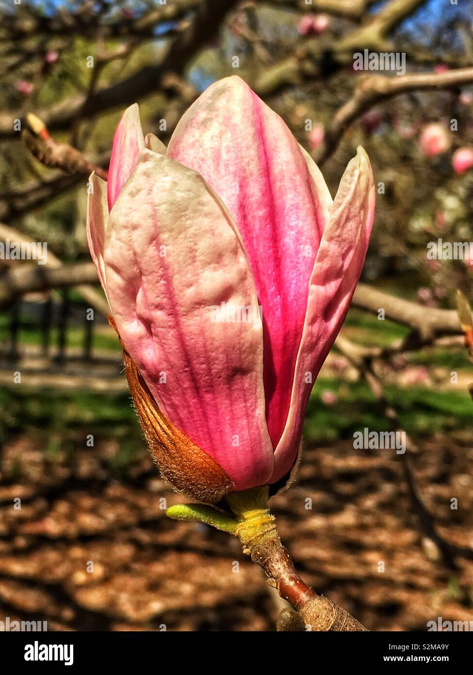 White showy flower hi-res stock photography and images - Alamy