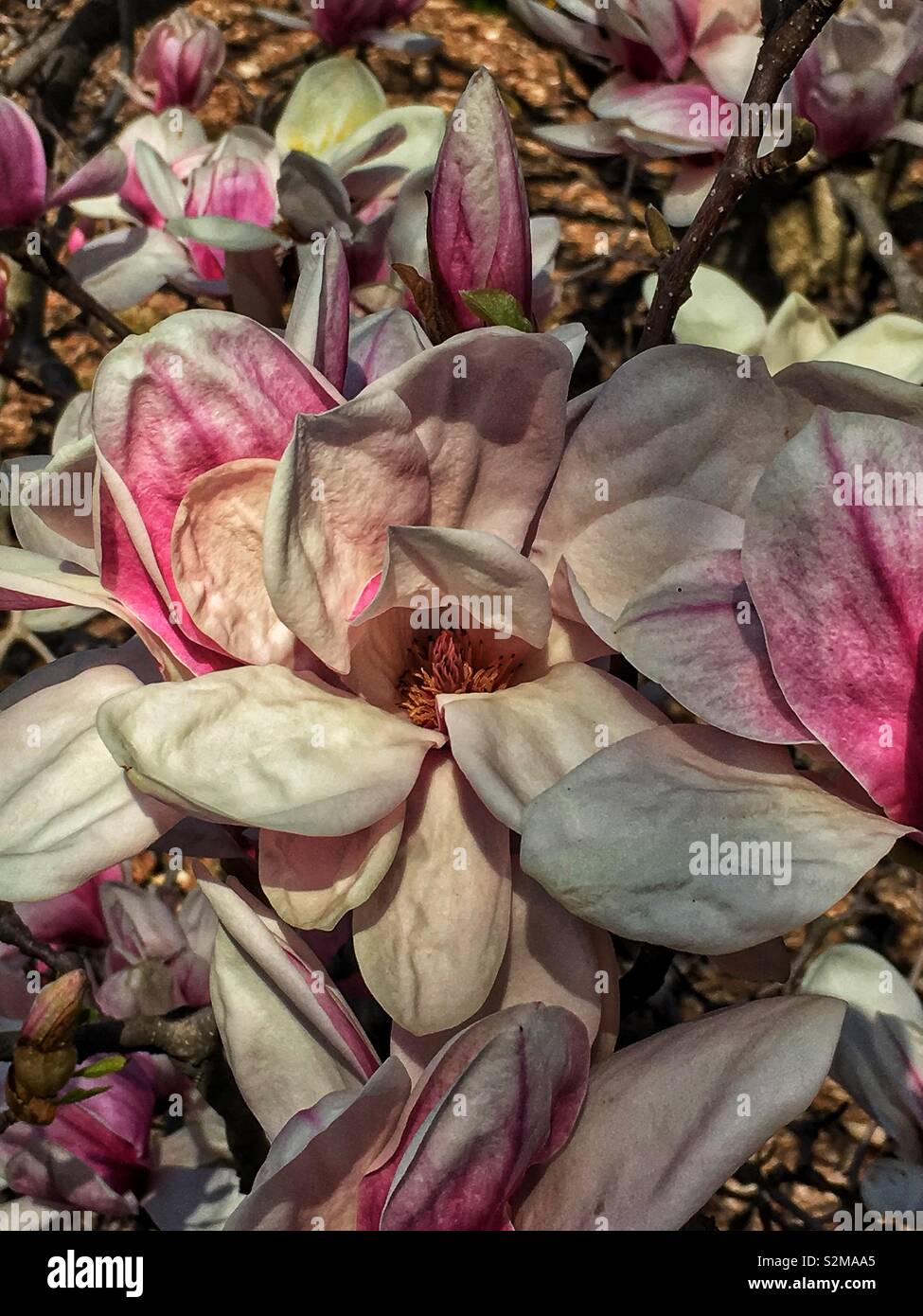 Huge showy blossoms hi-res stock photography and images - Alamy