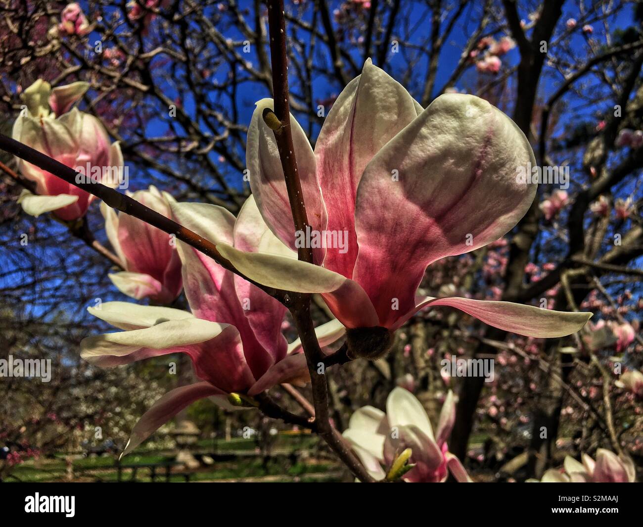 Huge white magnolia flower hi-res stock photography and images - Alamy