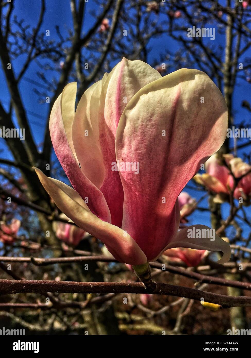White showy flower hi-res stock photography and images - Alamy