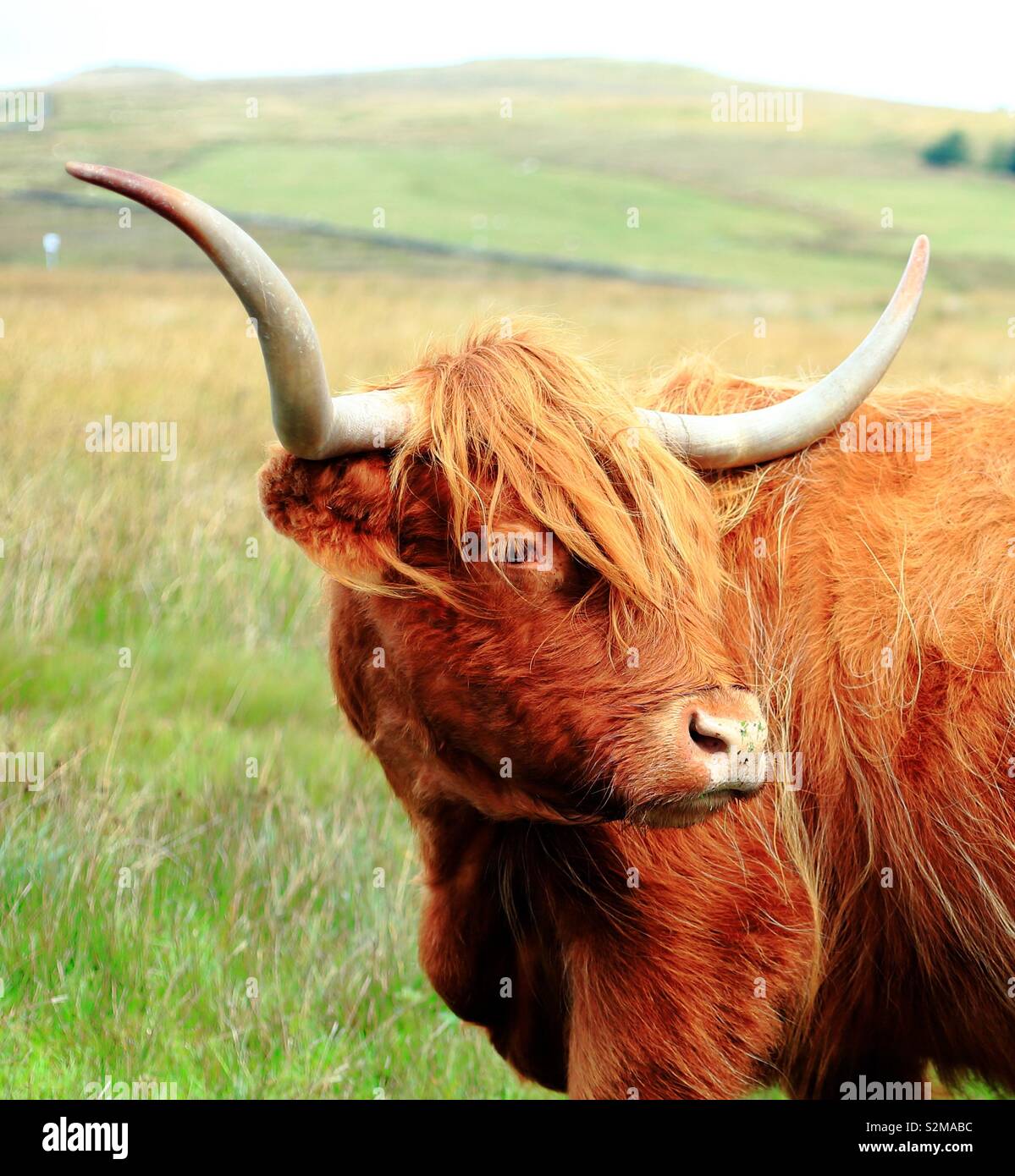 Ginger Cow High Resolution Stock Photography and Images - Alamy