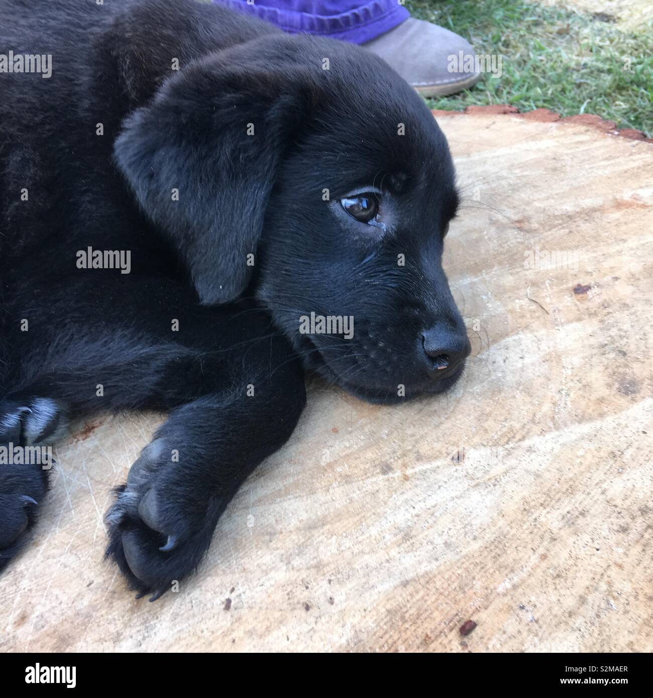 Cute baby labrador hi-res stock photography and images - Alamy