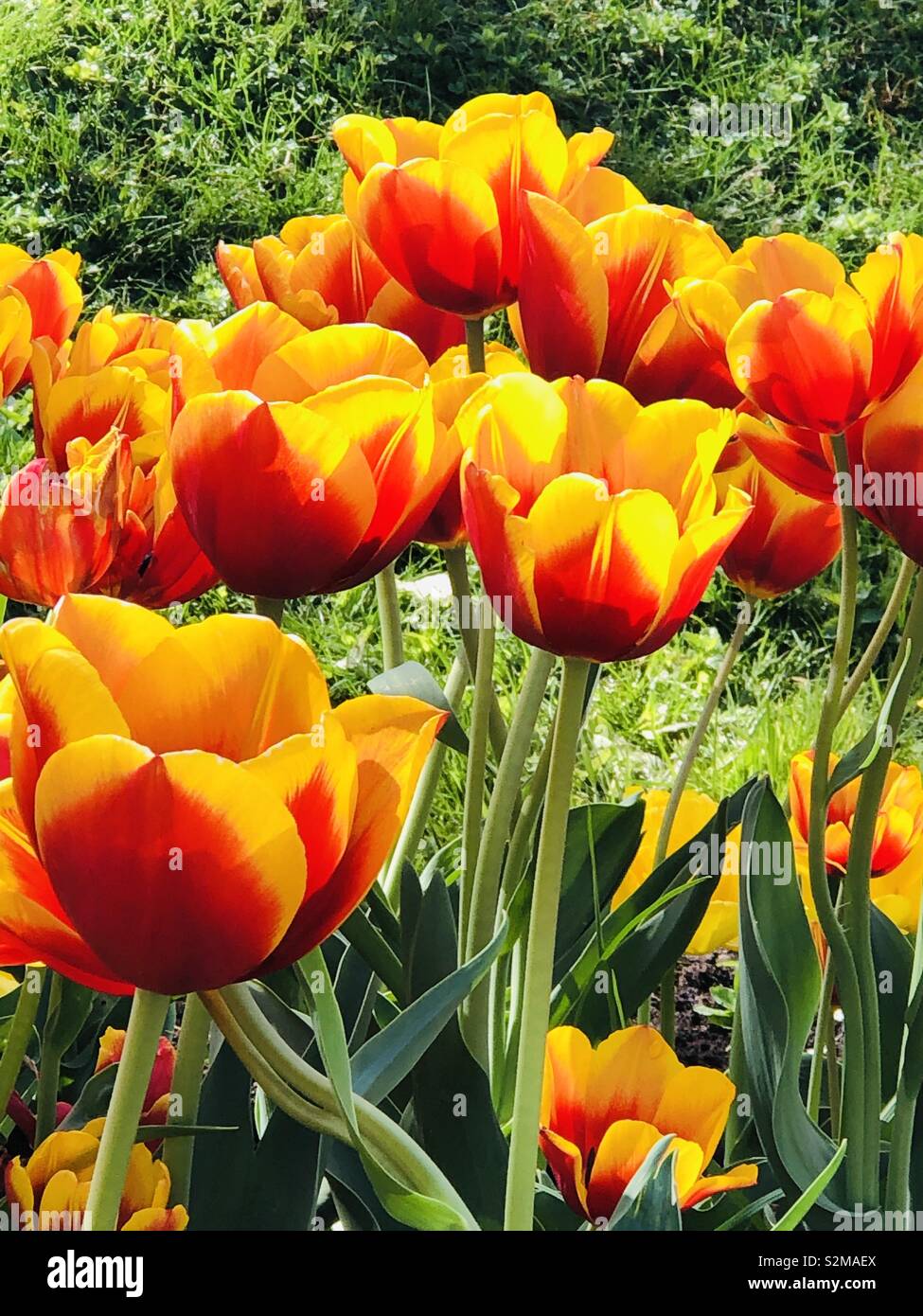 Tulip garden Prague Stock Photo - Alamy