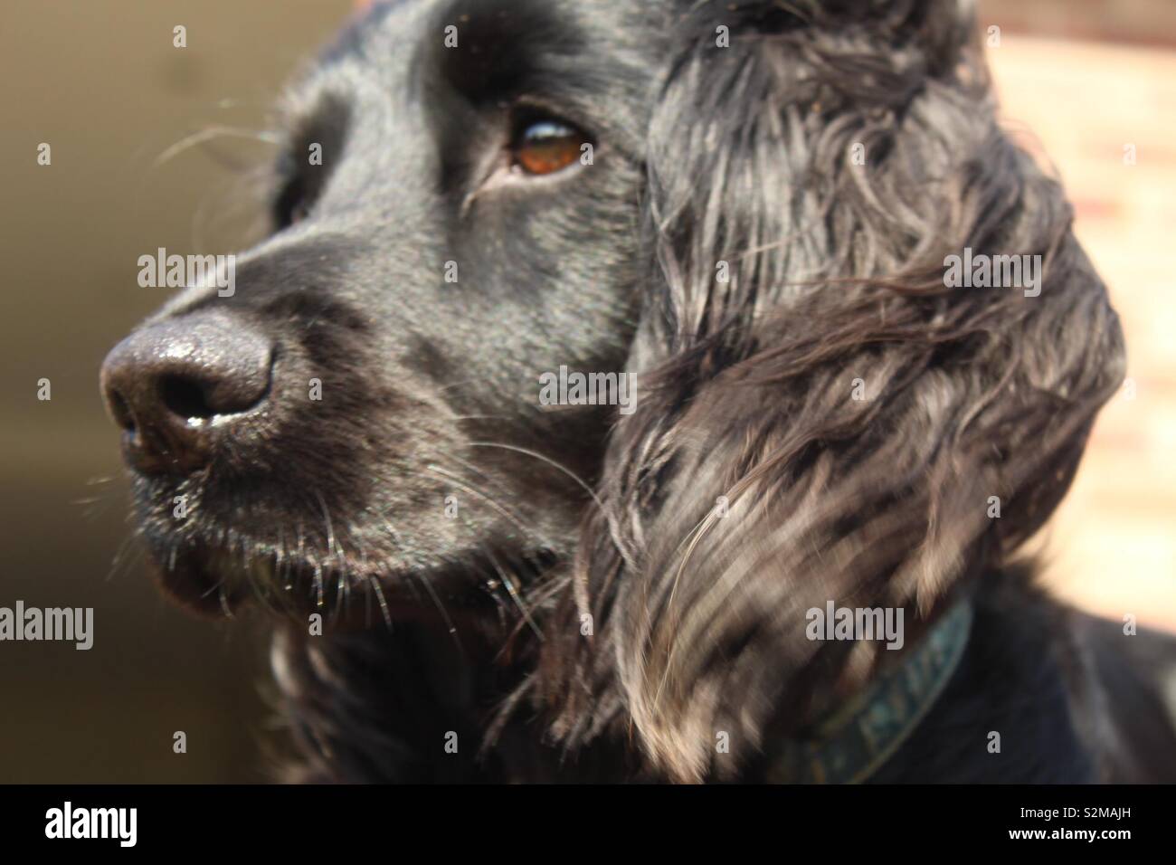 Sprocker spaniel hi-res stock photography and images - Alamy