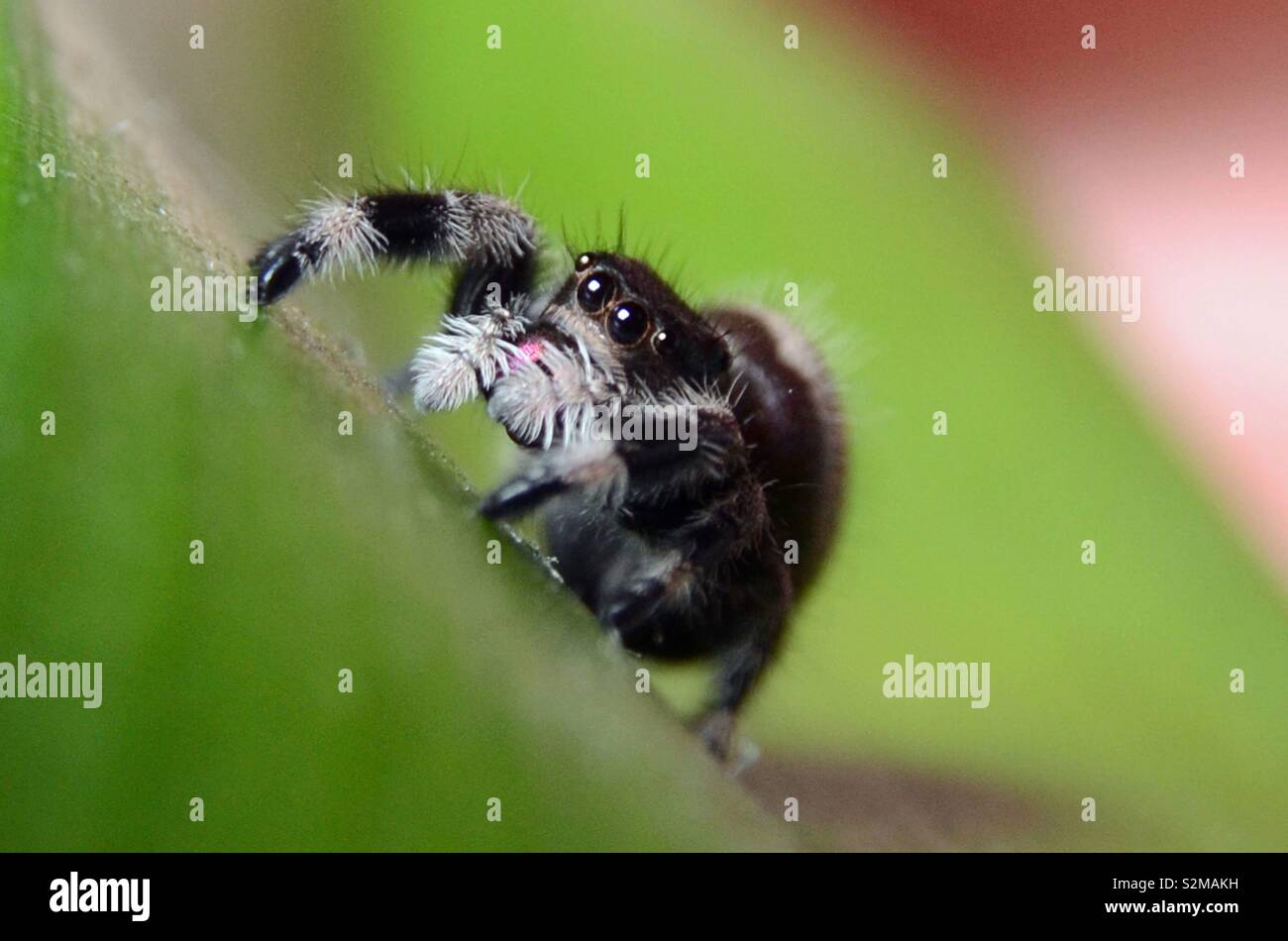 Itsy hi-res stock photography and images - Alamy