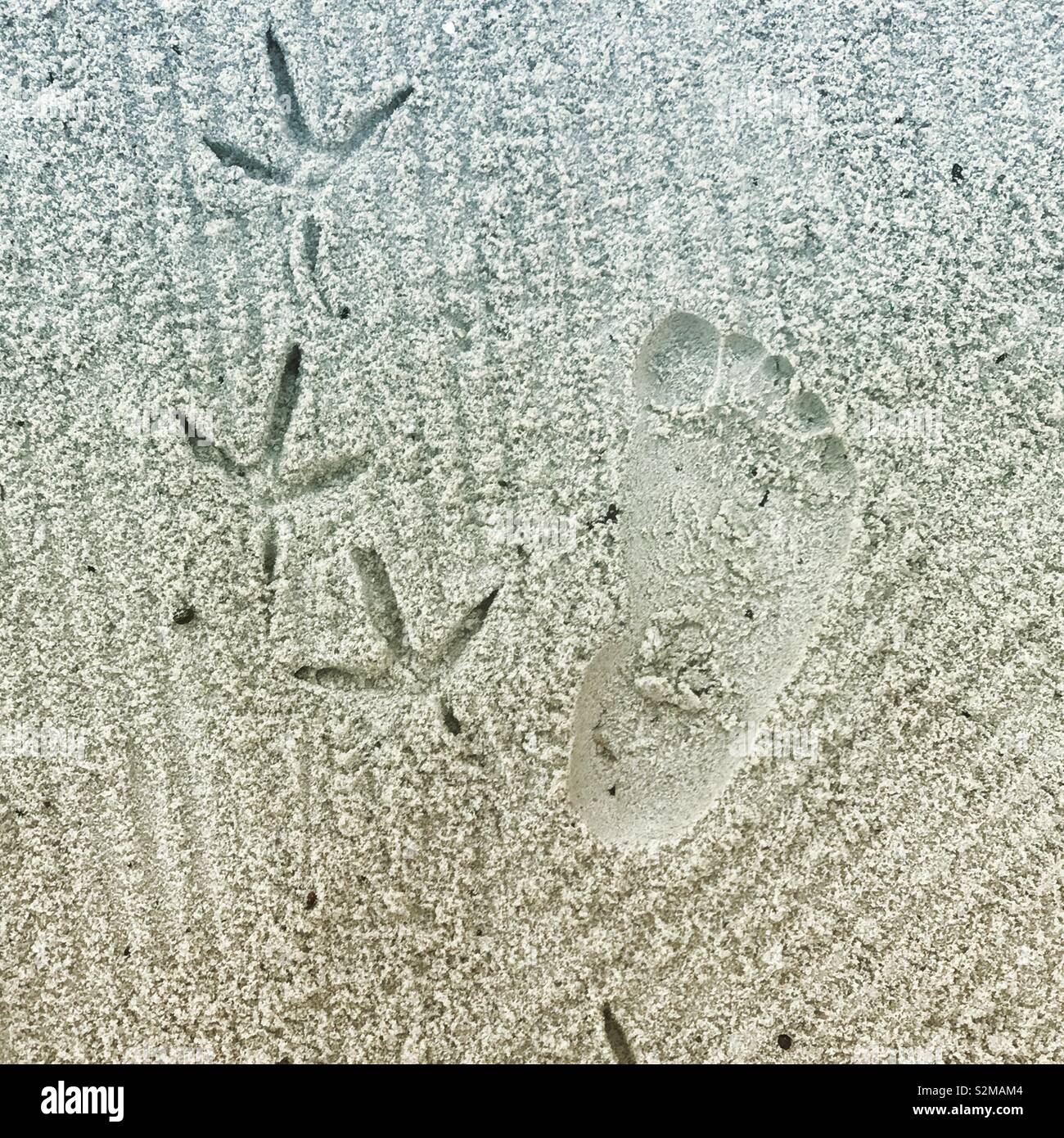 Footprint of birds hi-res stock photography and images - Alamy