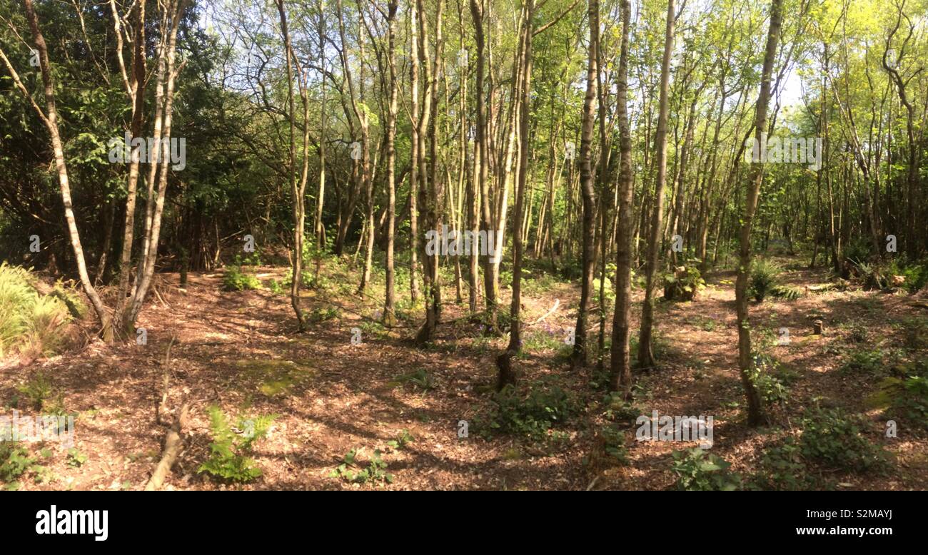 Copse in Scadbury Nature Reserve Stock Photo - Alamy