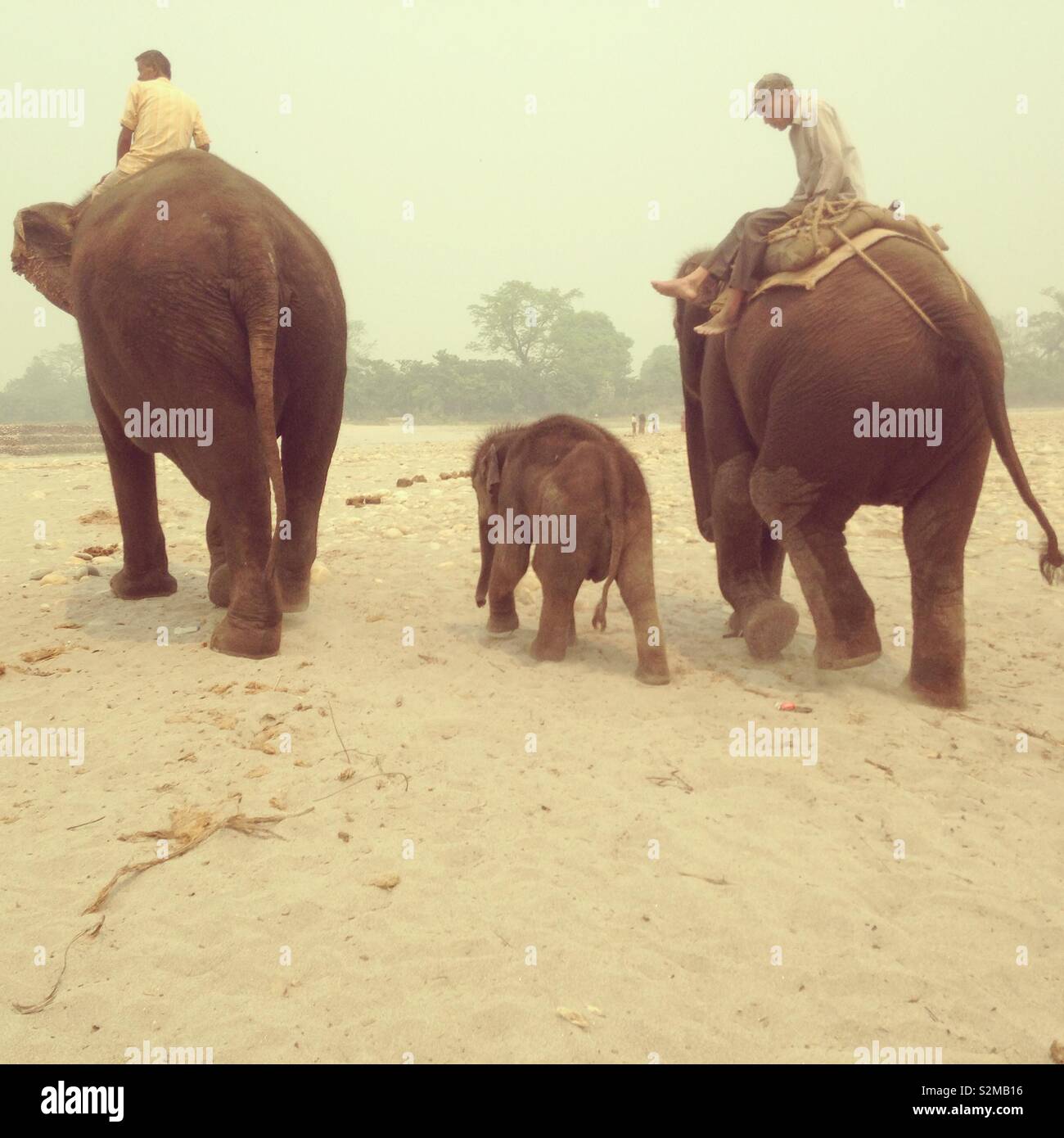 Elephants beach hi-res stock photography and images - Alamy