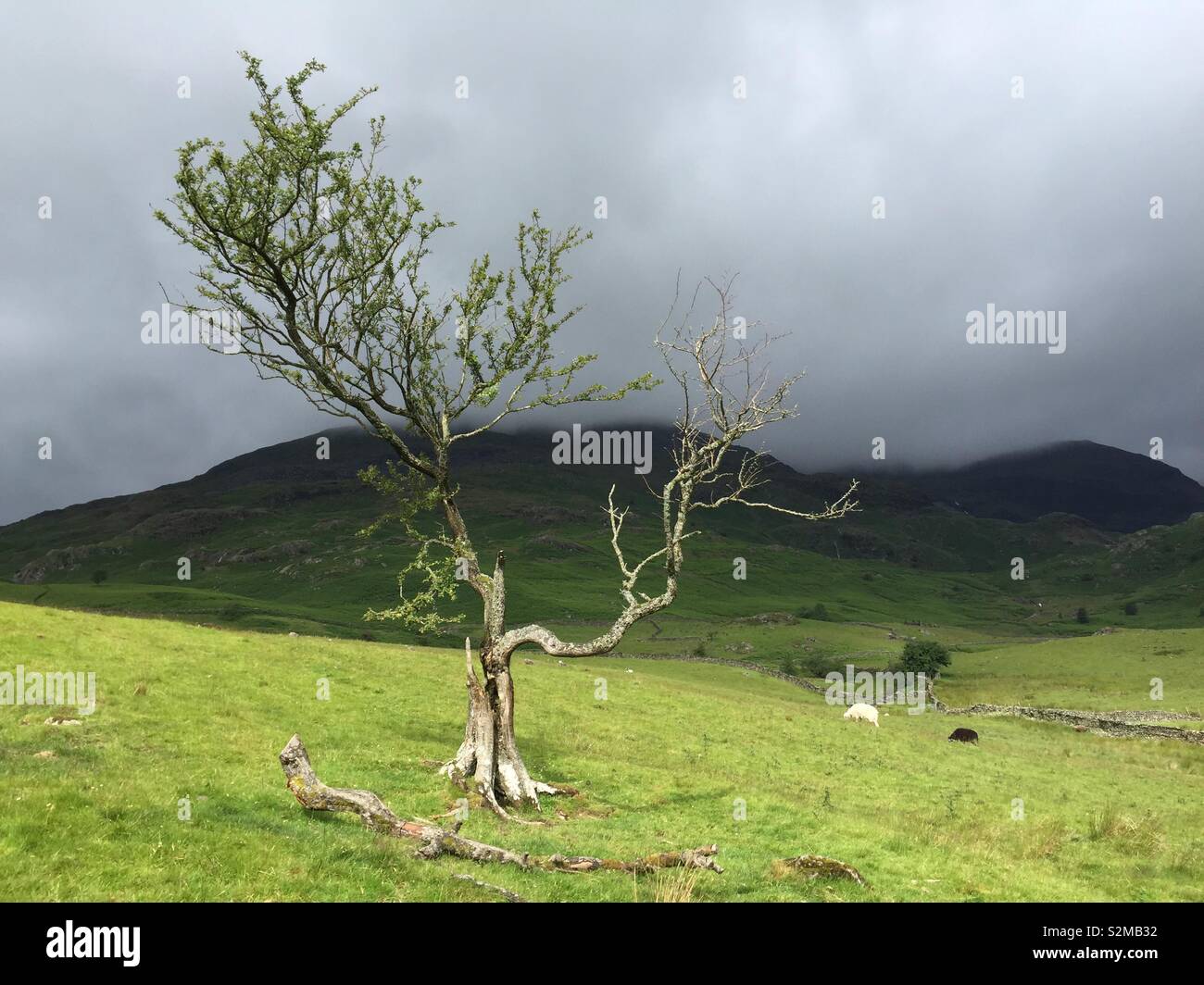 Bleak tree hi-res stock photography and images - Alamy