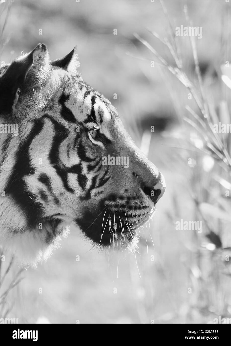 Siberian boy hi-res stock photography and images - Alamy