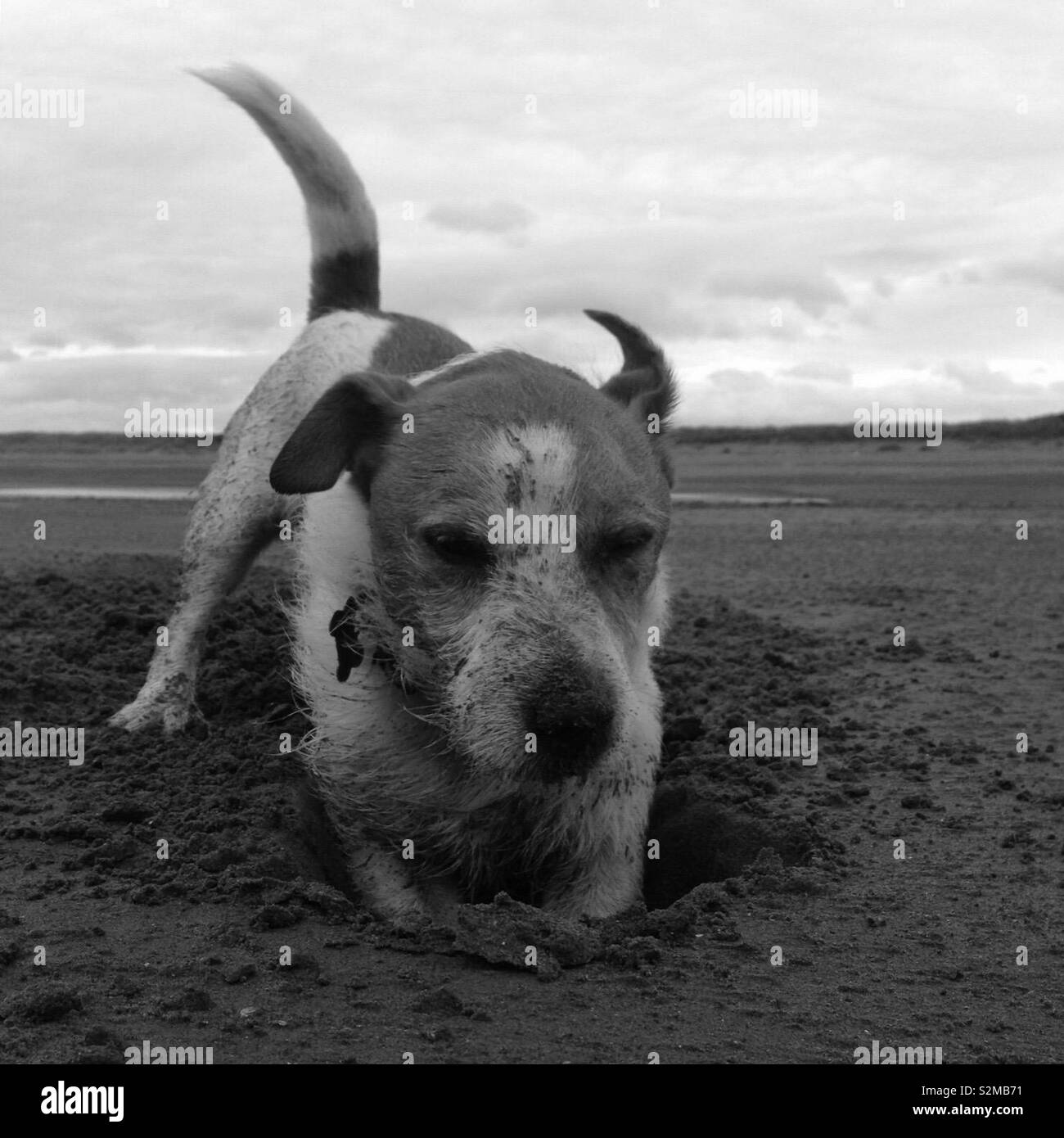 Digging for Gold!! Stock Photo - Alamy