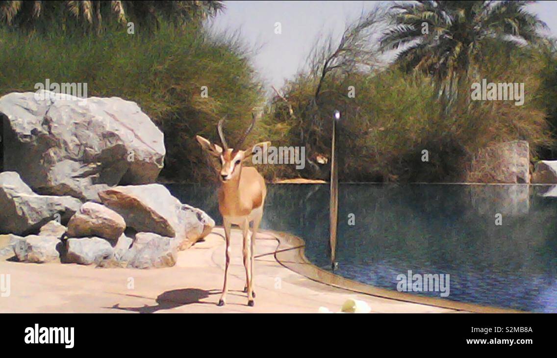 Gazelle dubai hi-res stock photography and images - Alamy