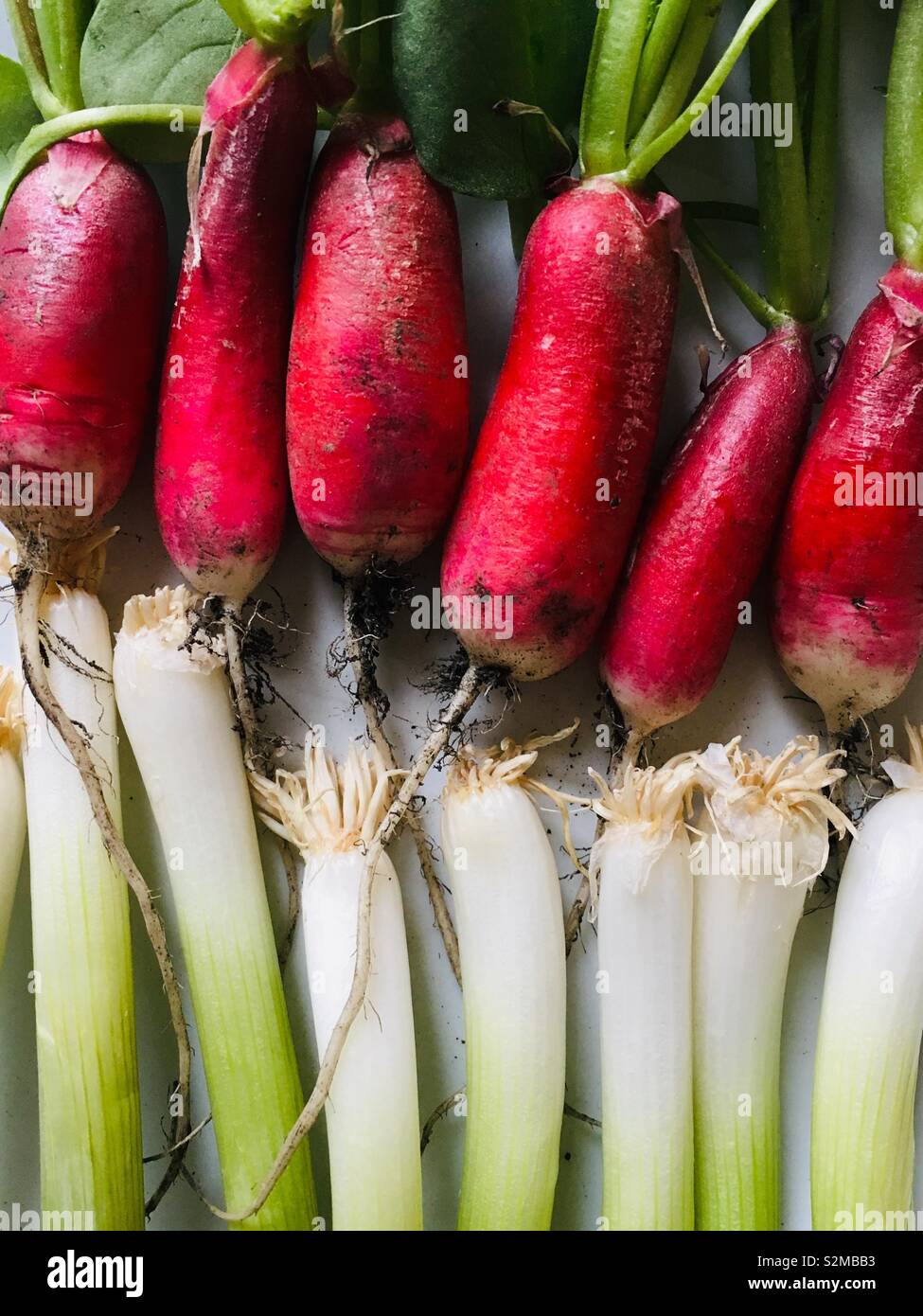 Onions with roots hi-res stock photography and images - Alamy
