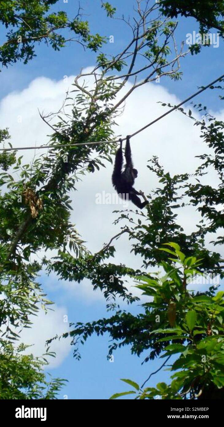 Monkey hanging hi-res stock photography and images - Alamy