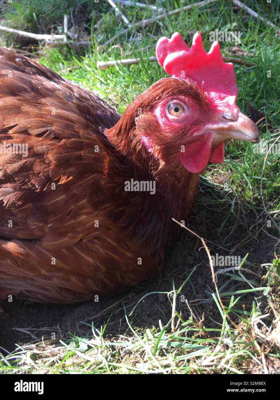 Hen nesting hi-res stock photography and images - Alamy