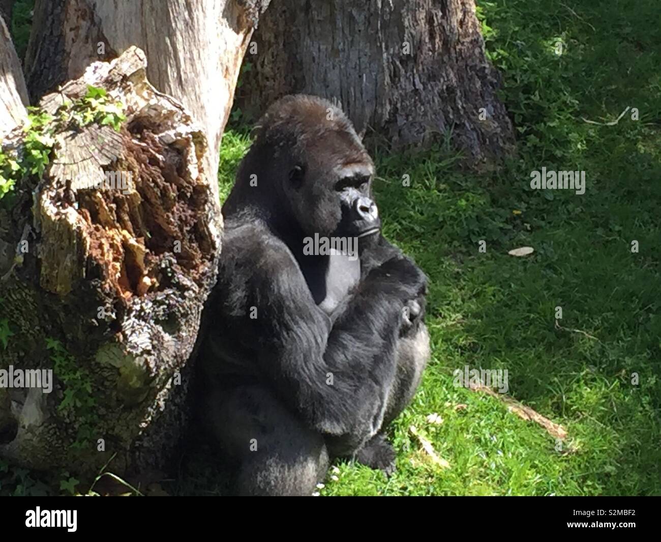 Grumpy Gorilla High Resolution Stock Photography and Images - Alamy