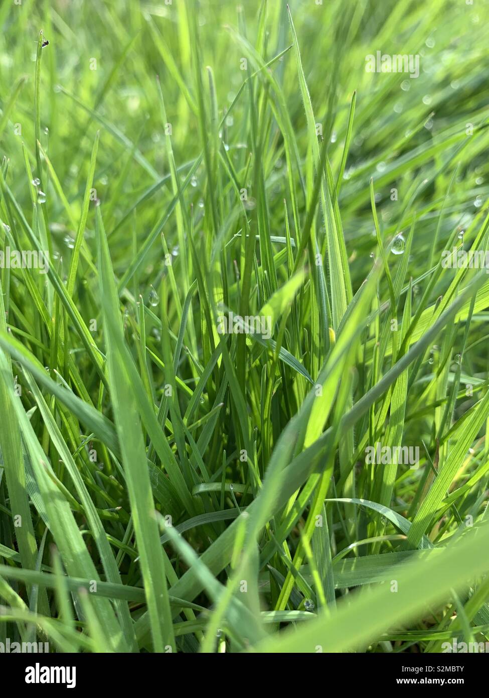 Grass with water Droplets Stock Photo - Alamy