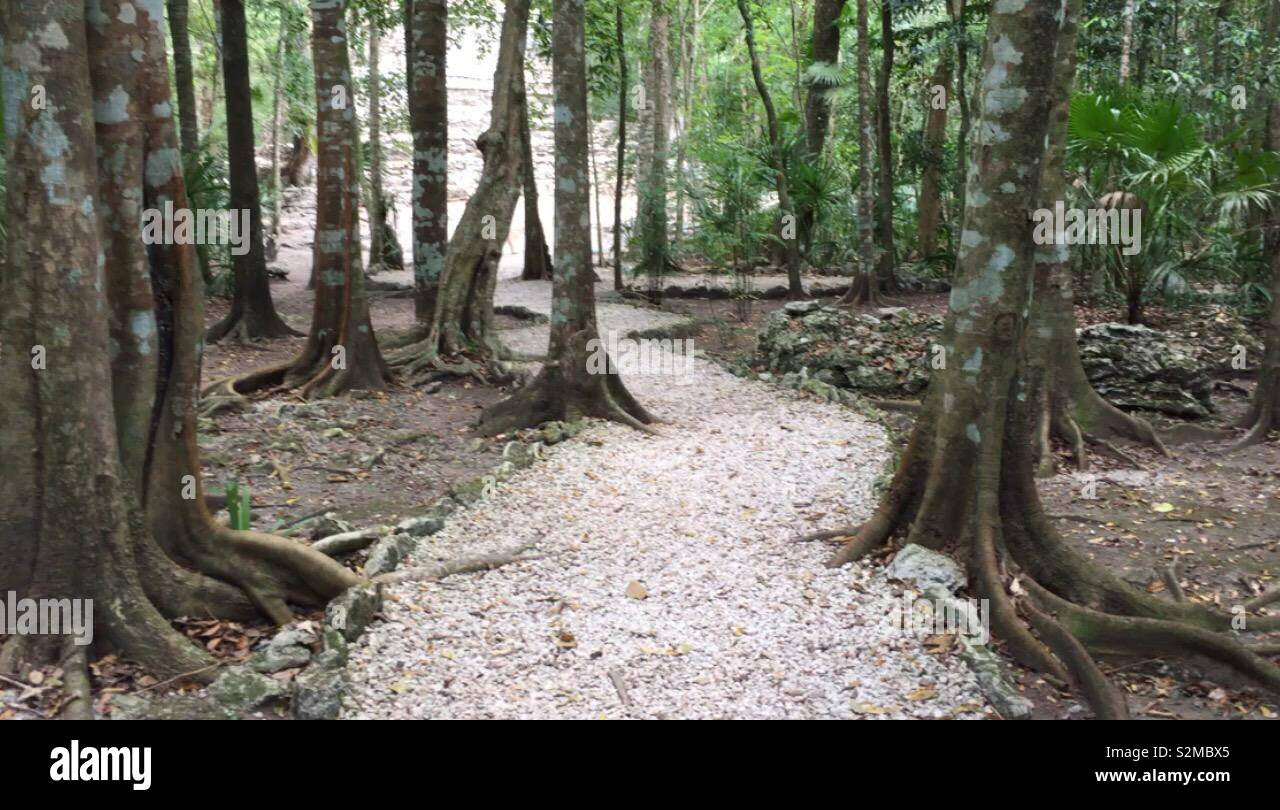 Path in the Jungle Stock Photo - Alamy