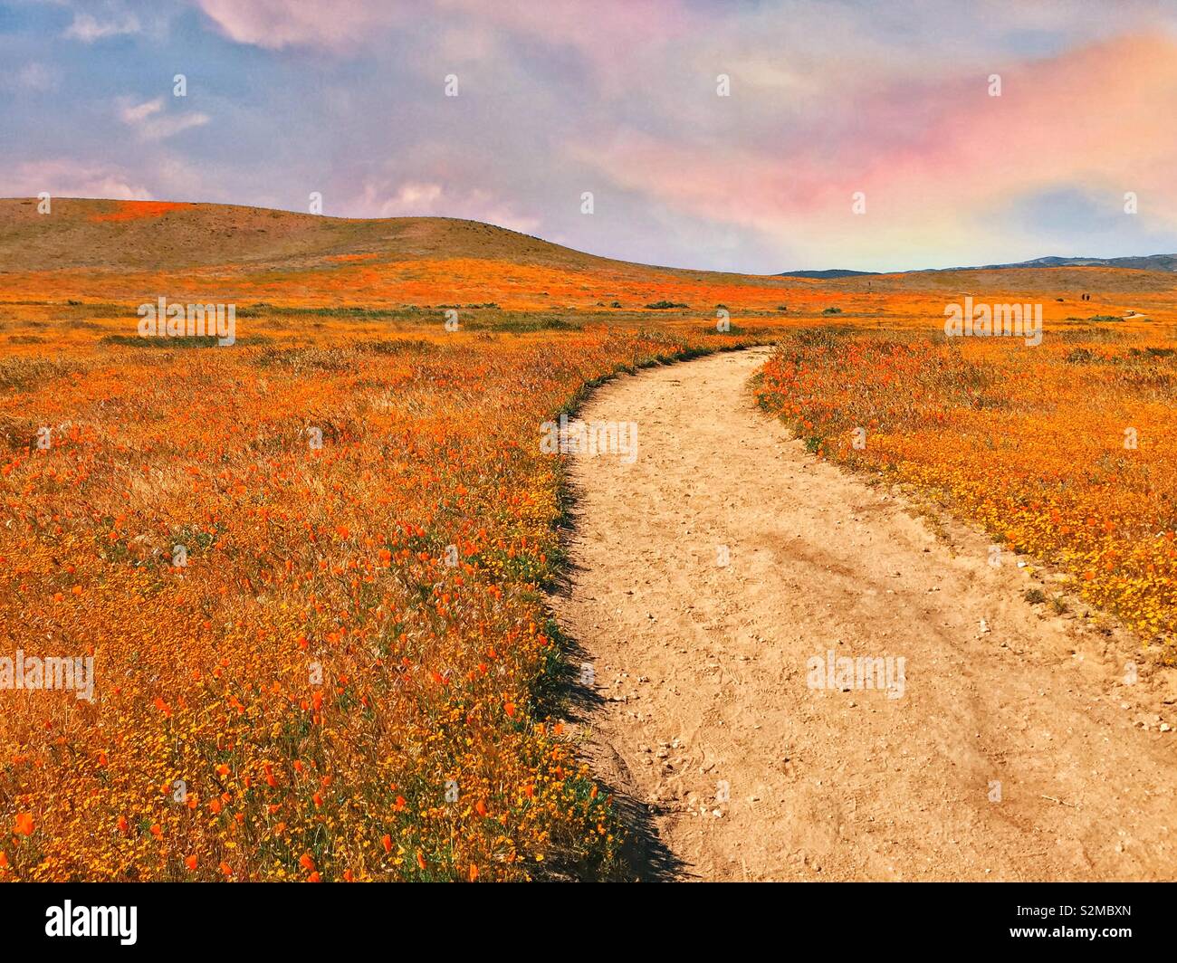 Antelope Valley California Poppies High Resolution Stock Photography ...
