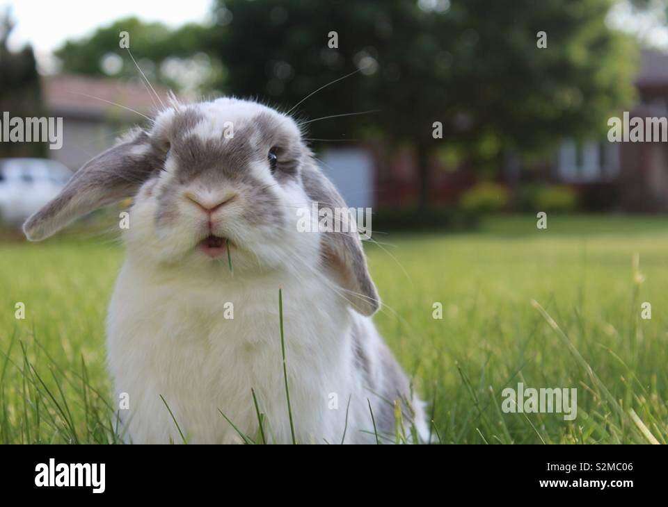 Cute surprised bunny Stock Photo - Alamy