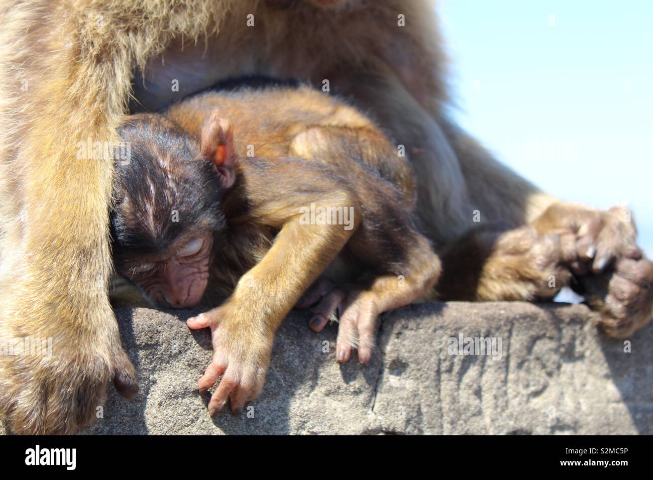 Sleeping baby monkey hi-res stock photography and images - Alamy