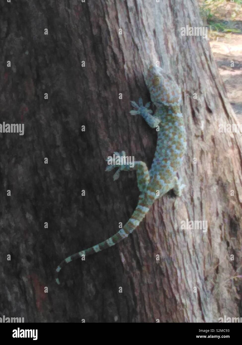 Tokay Gecko Thailand High Resolution Stock Photography and Images - Alamy