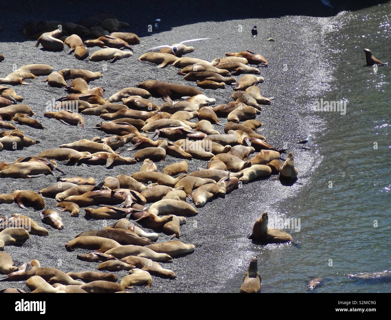 Sun bathing seals hi-res stock photography and images - Alamy
