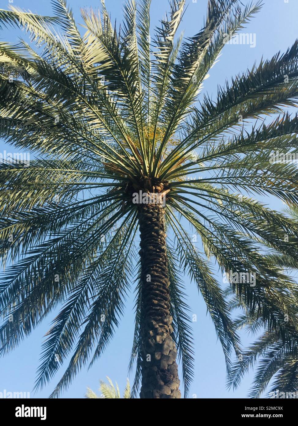 A date tree Stock Photo - Alamy