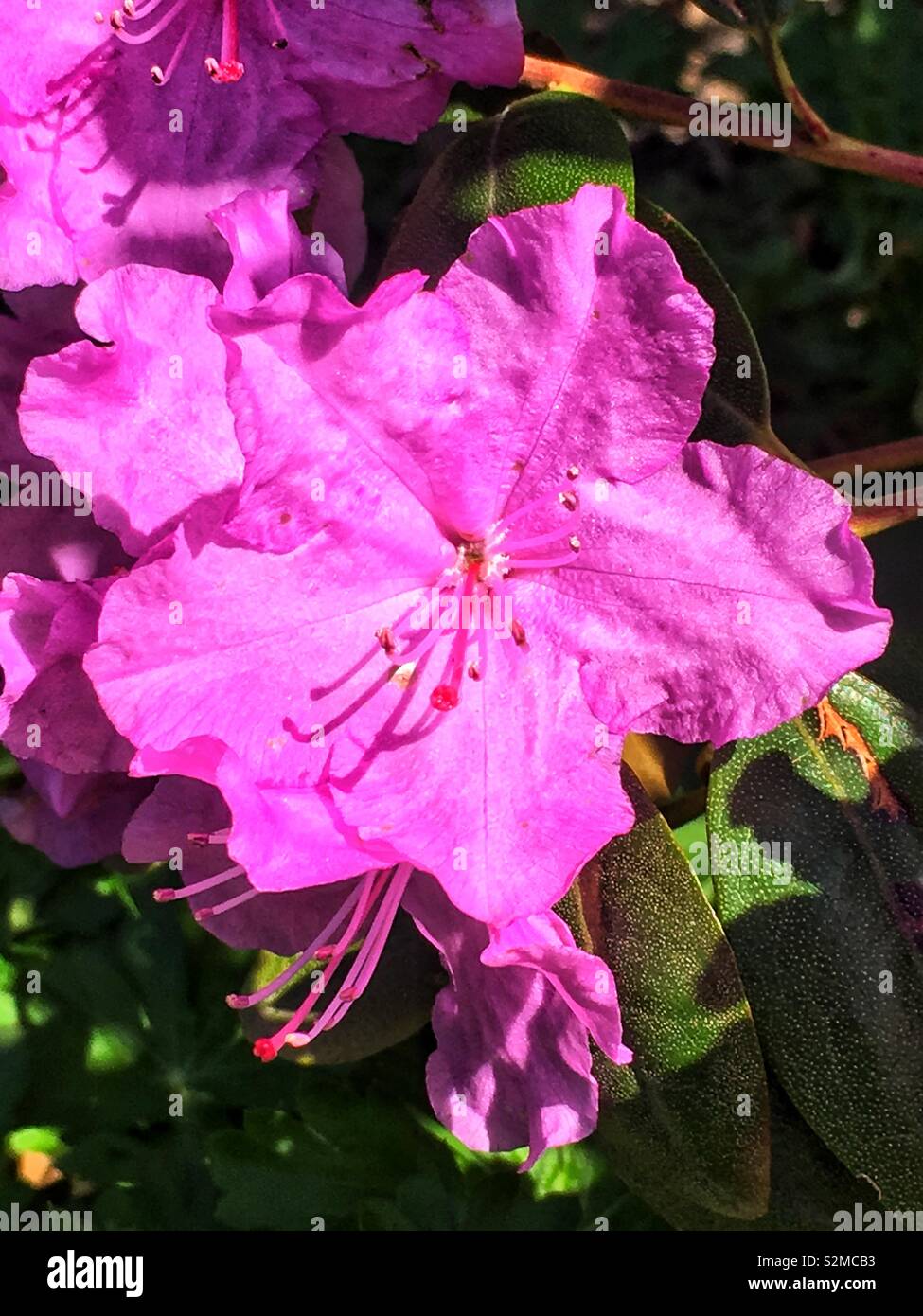 Azalea flower hi-res stock photography and images - Alamy