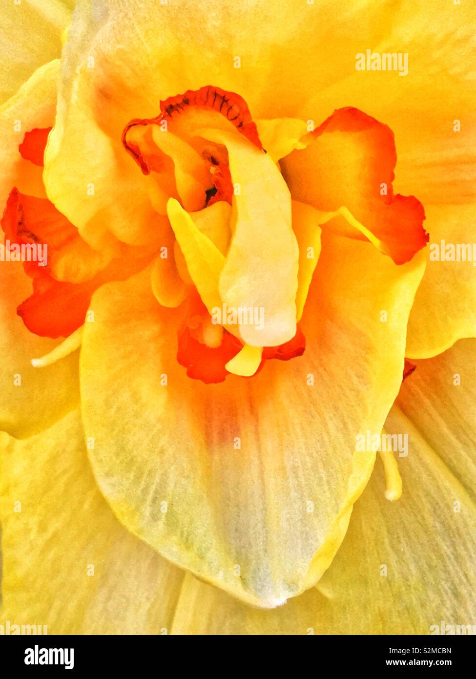 Full frame closeup of a Beautiful bright yellow perfect spring daffodil ...