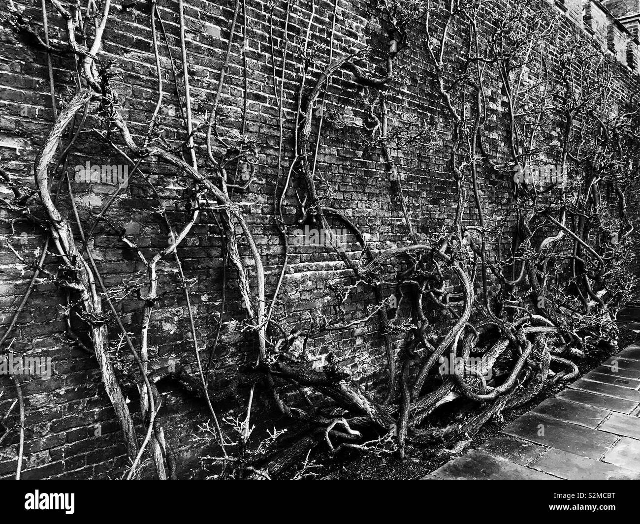 Wall tree climbing Stock Photo - Alamy